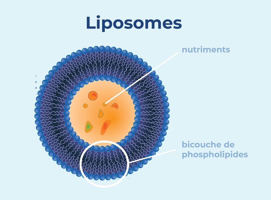 Qu’est-ce qu’un liposome ? | Laboblanc-prive.com